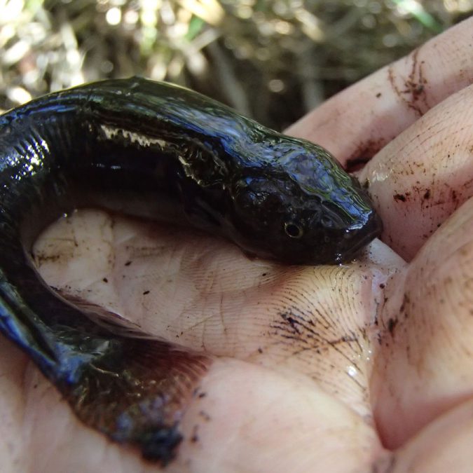 Biodiversity - Manawatu River