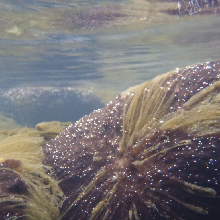 Periphyton - Manawatu River
