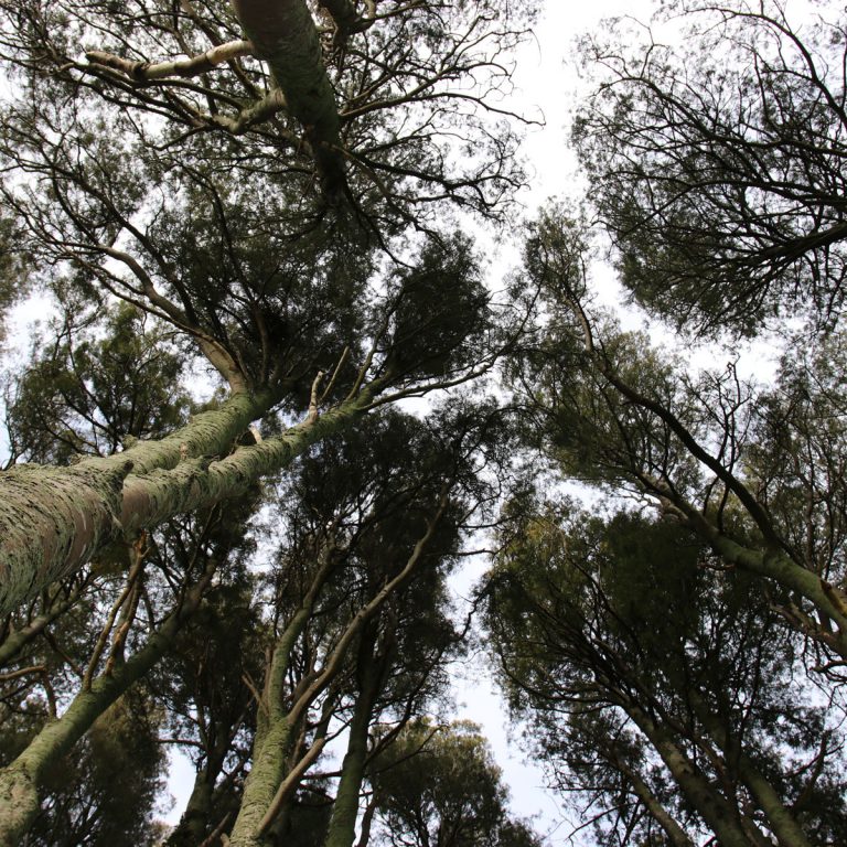 Biodiversity - Manawatu River