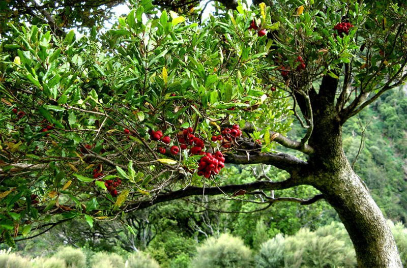 Spotlight on the Ferry Reserve Wetland - Manawatu River